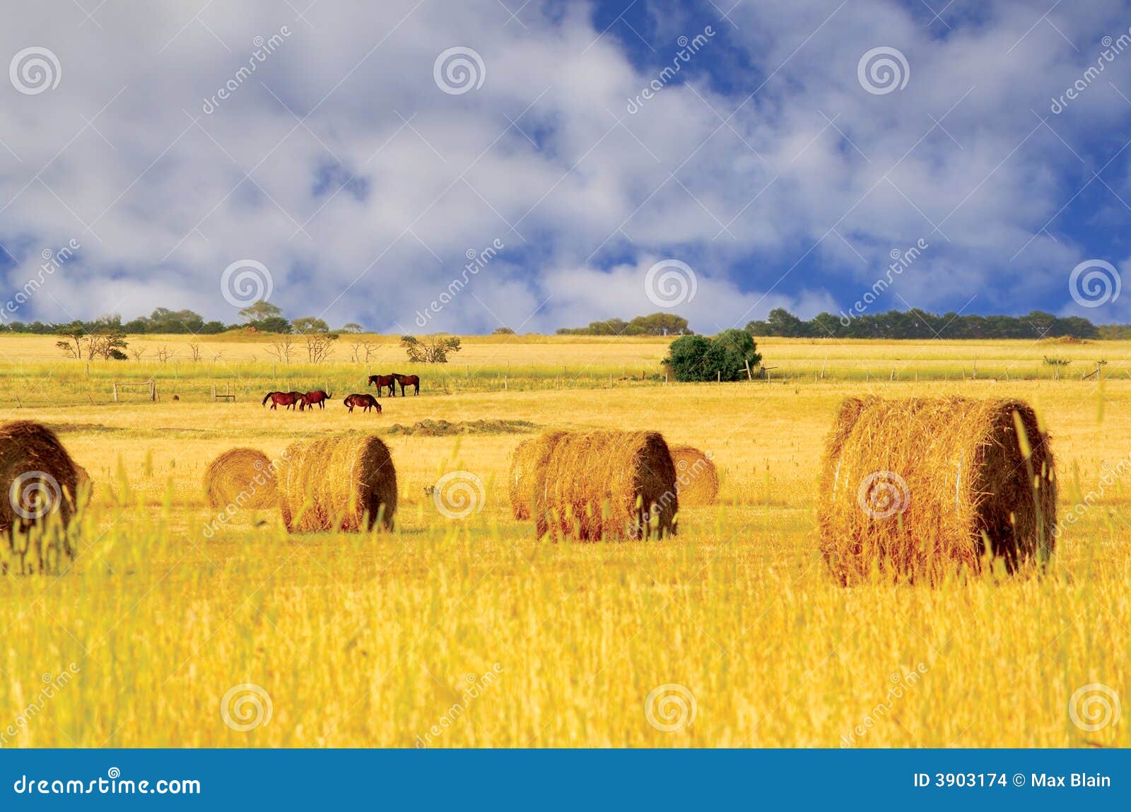 Hay stock photo. Image of harvest, feed, industry, county - 3903174