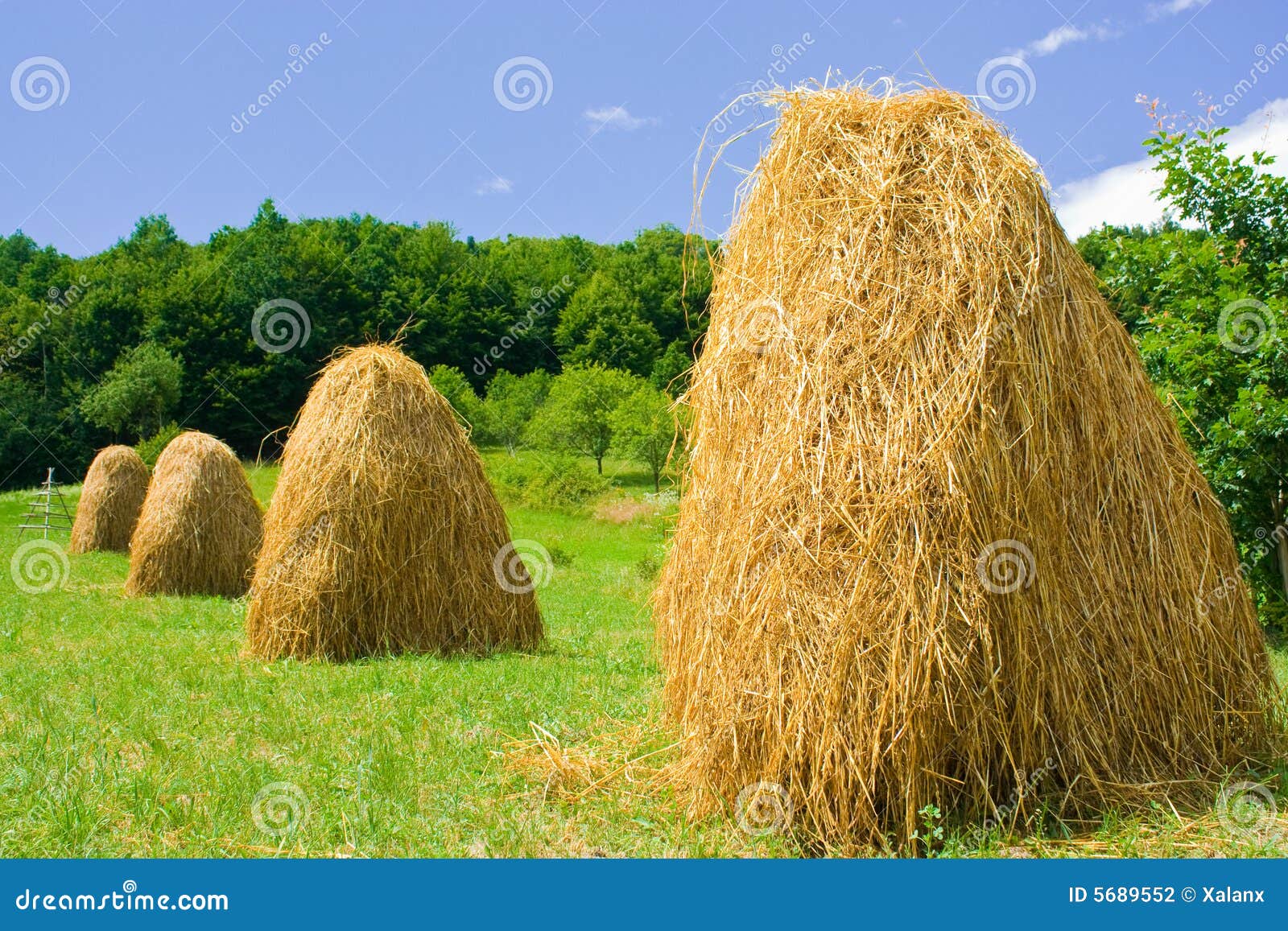 Hay stock photo. Image of barley, plant, bale, land, agriculture - 5689552