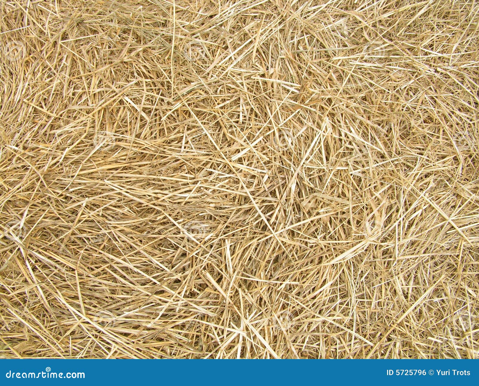 Hay stock photo. Image of yellow, meal, soft, straw, grass - 5725796