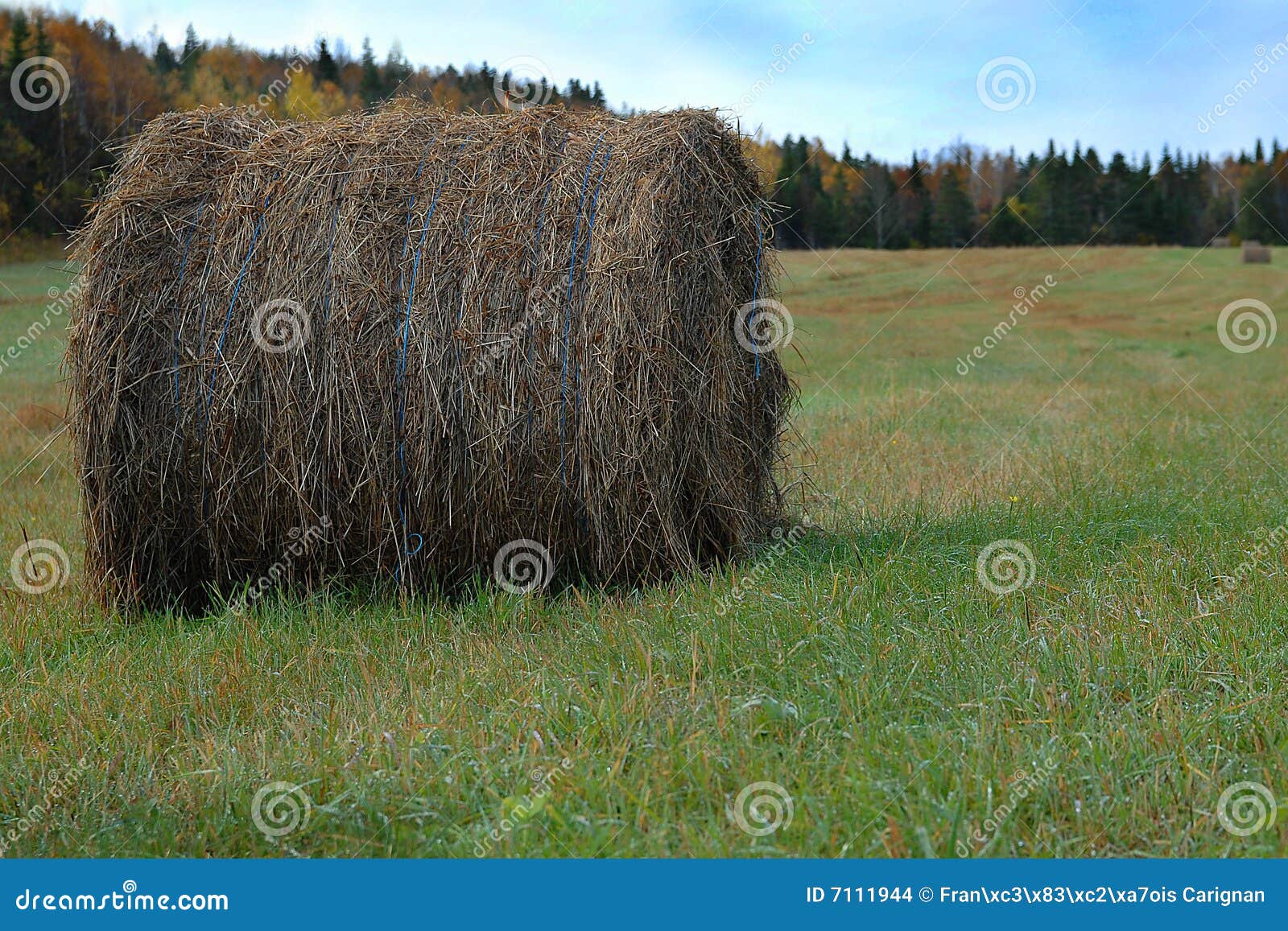 Hay stock photo. Image of farm, color, autumnal, fall - 7111944