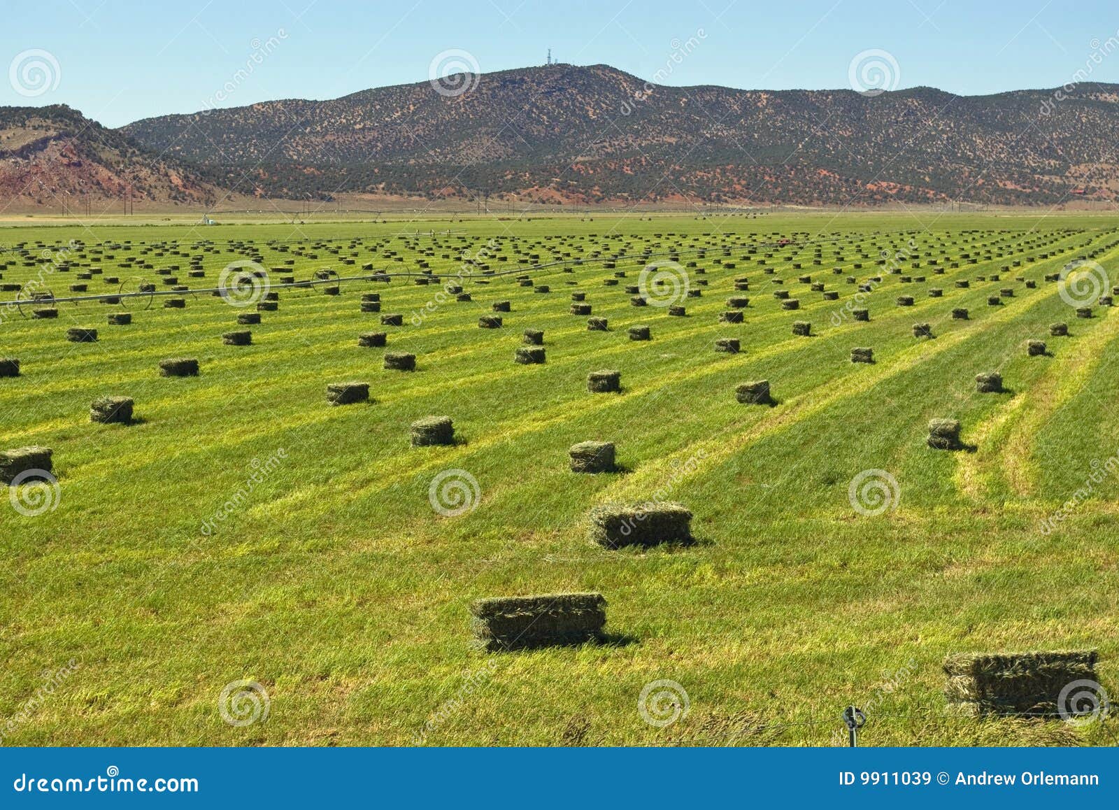 Hay stock image. Image of grass, farmland, green, crop - 9911039