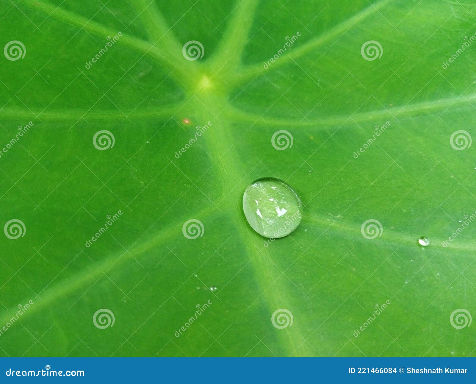 Hay Agua En Las Hojas ? De Forma Redondeada Foto de archivo - Imagen de ...