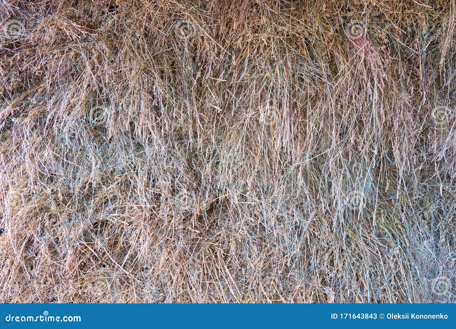 Hay As a Background. a Stack of Dry Fodder Grass Stock Image - Image of ...