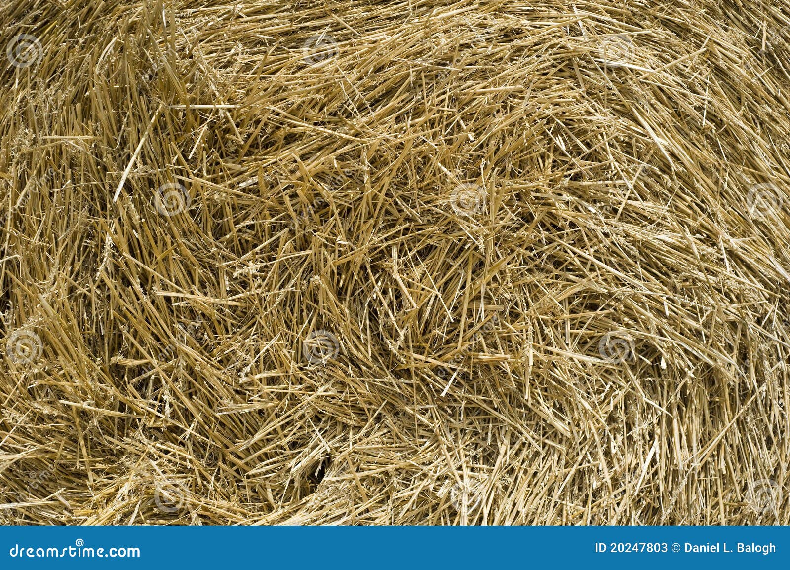 Hay Background stock image. Image of texture, wheat, simple - 20247803