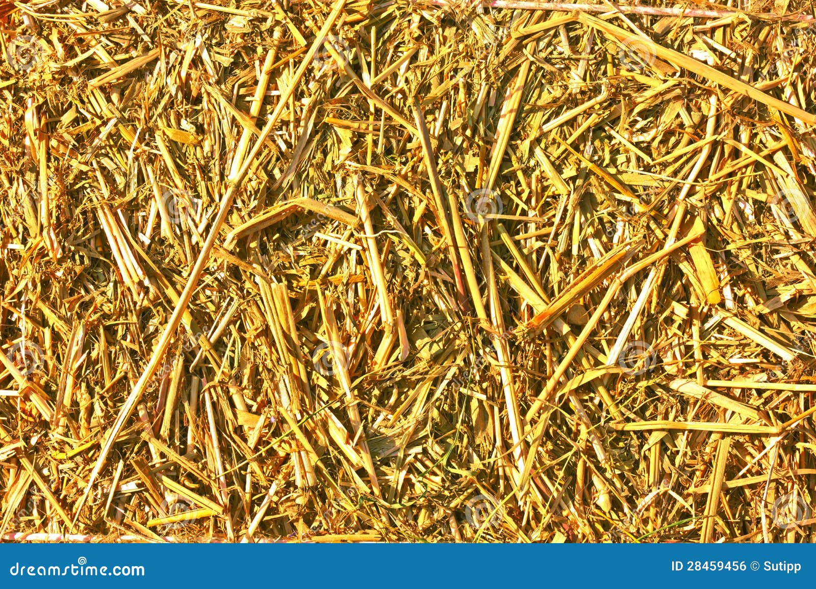 Hay background stock photo. Image of summer, gold, background - 28459456