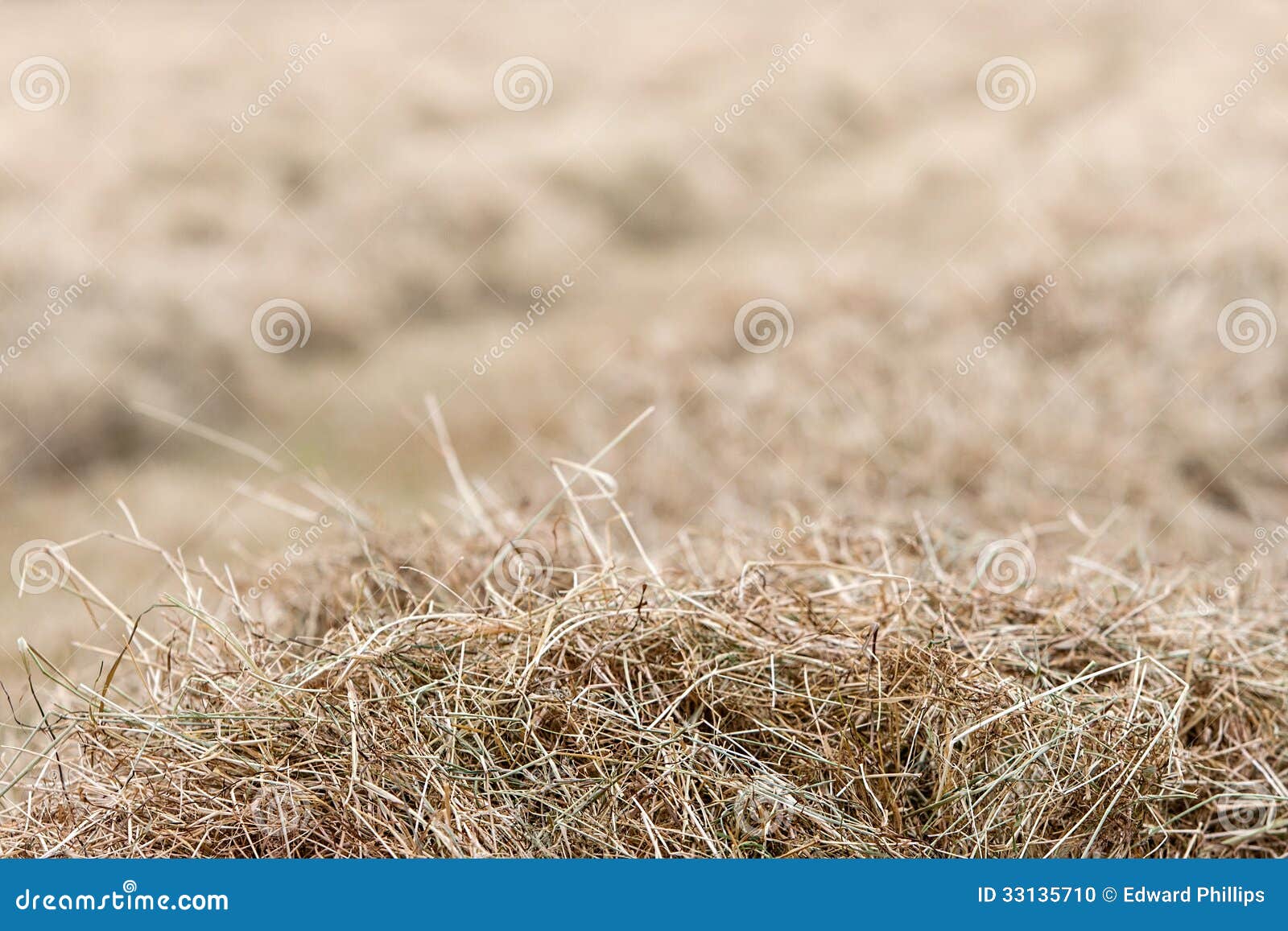 Hay Background stock photo. Image of texture, season - 33135710