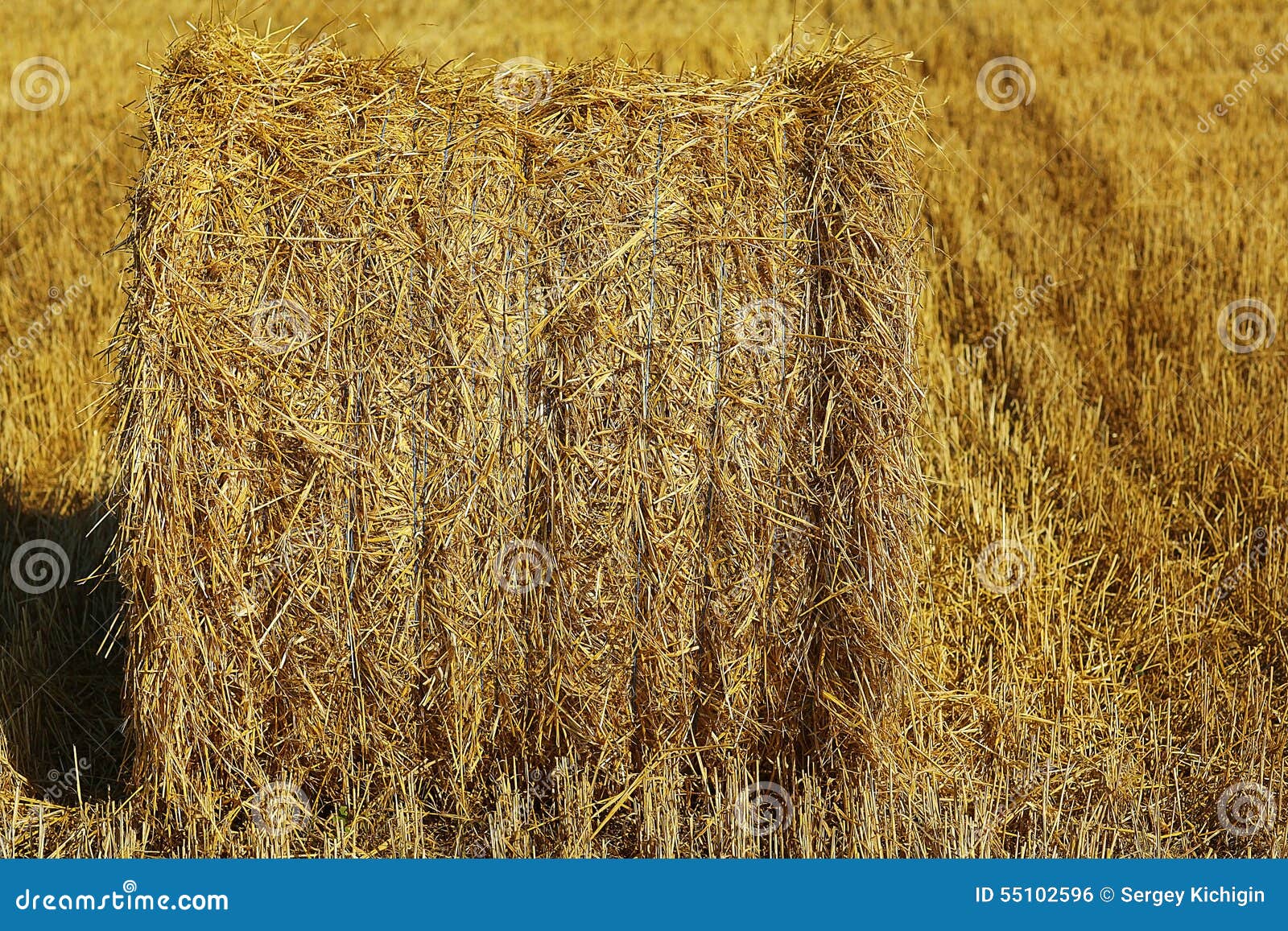 Hay background stock photo. Image of grain, background - 55102596