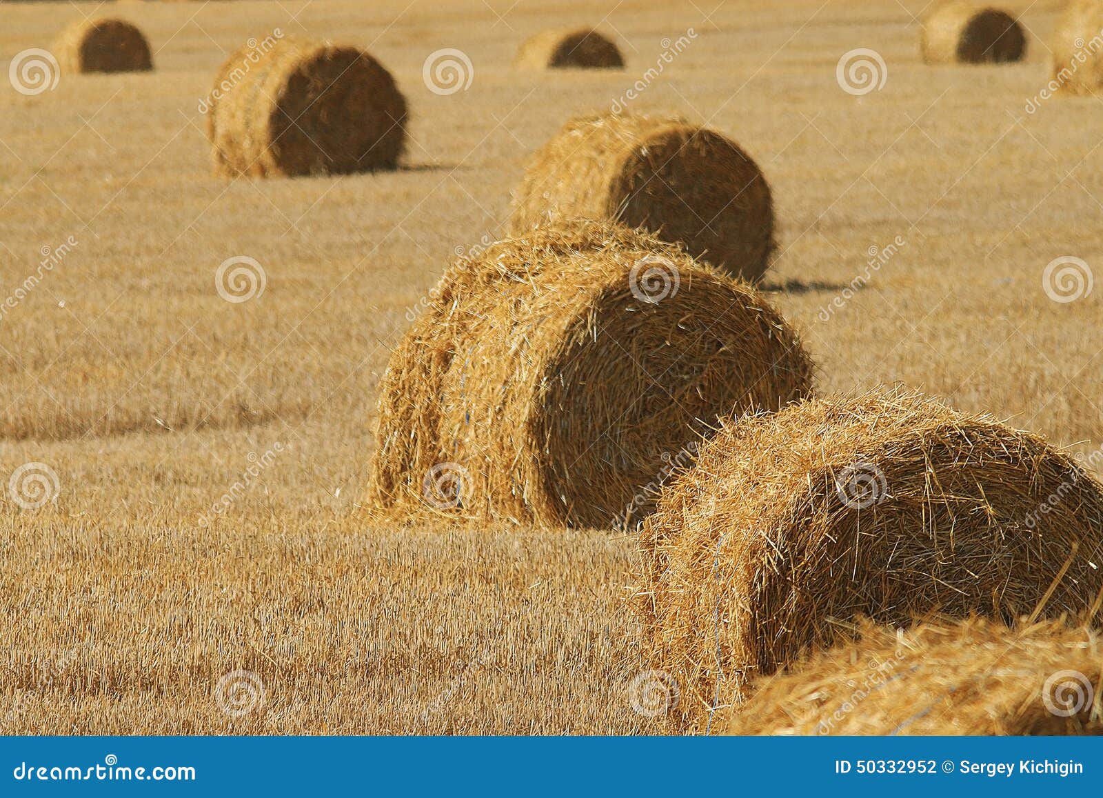 Hay background stock photo. Image of grain, agriculture - 50332952