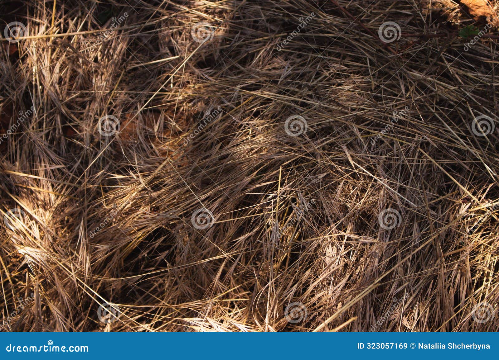 Hay Background with Shadow on it. Dry Grass Pattern. Natural Background ...