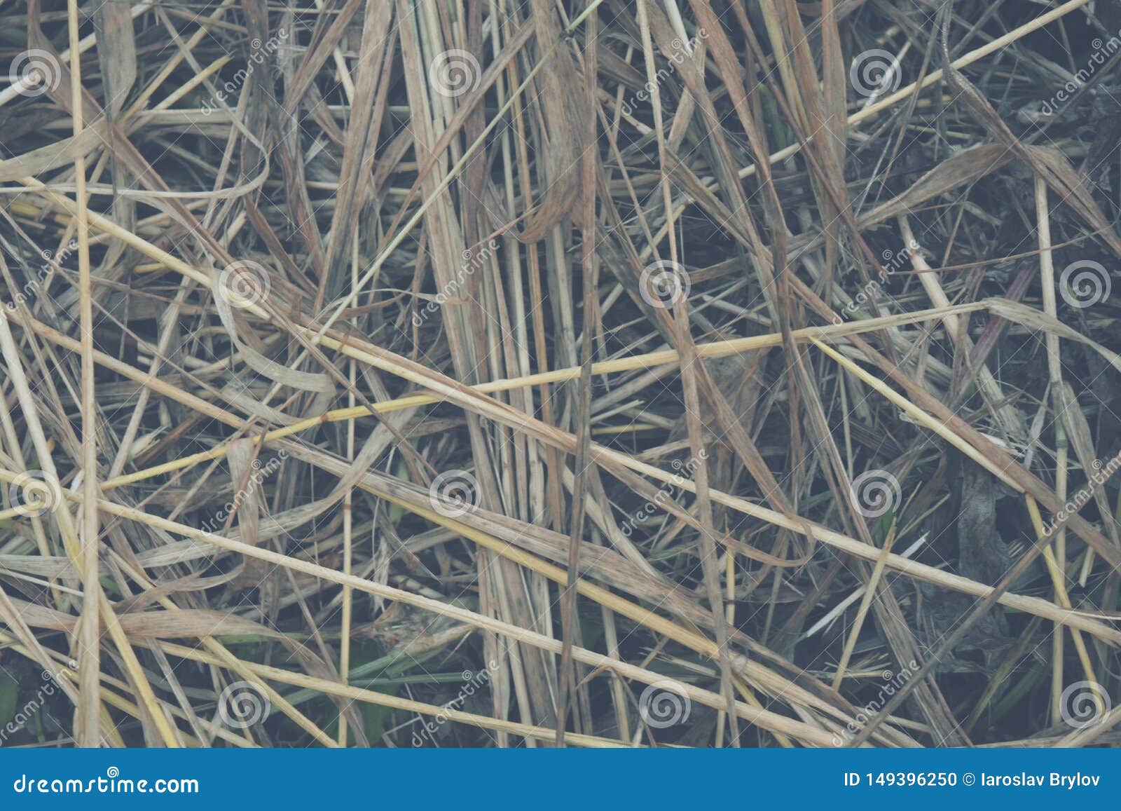 Hay Background, Hay Wallpaper, Hay Background Macro Stock Photo - Image ...