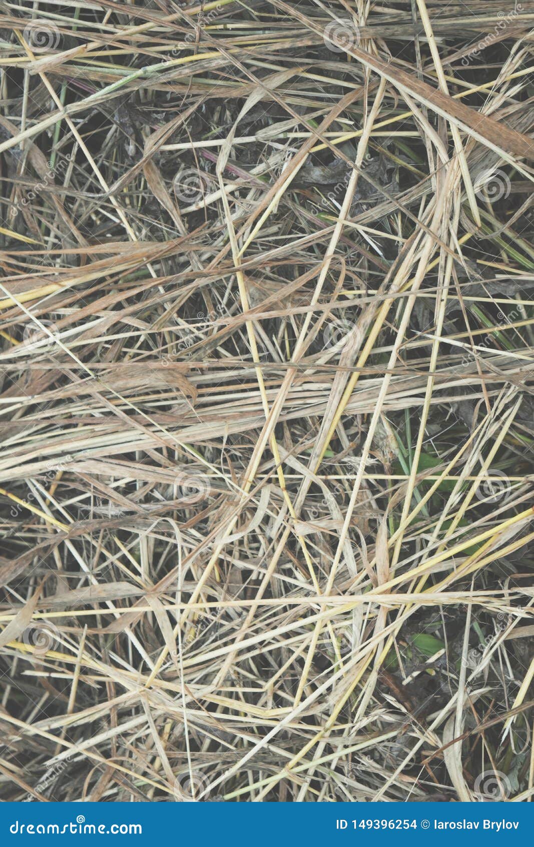Hay Background, Hay Wallpaper, Hay Background Macro Stock Photo - Image ...