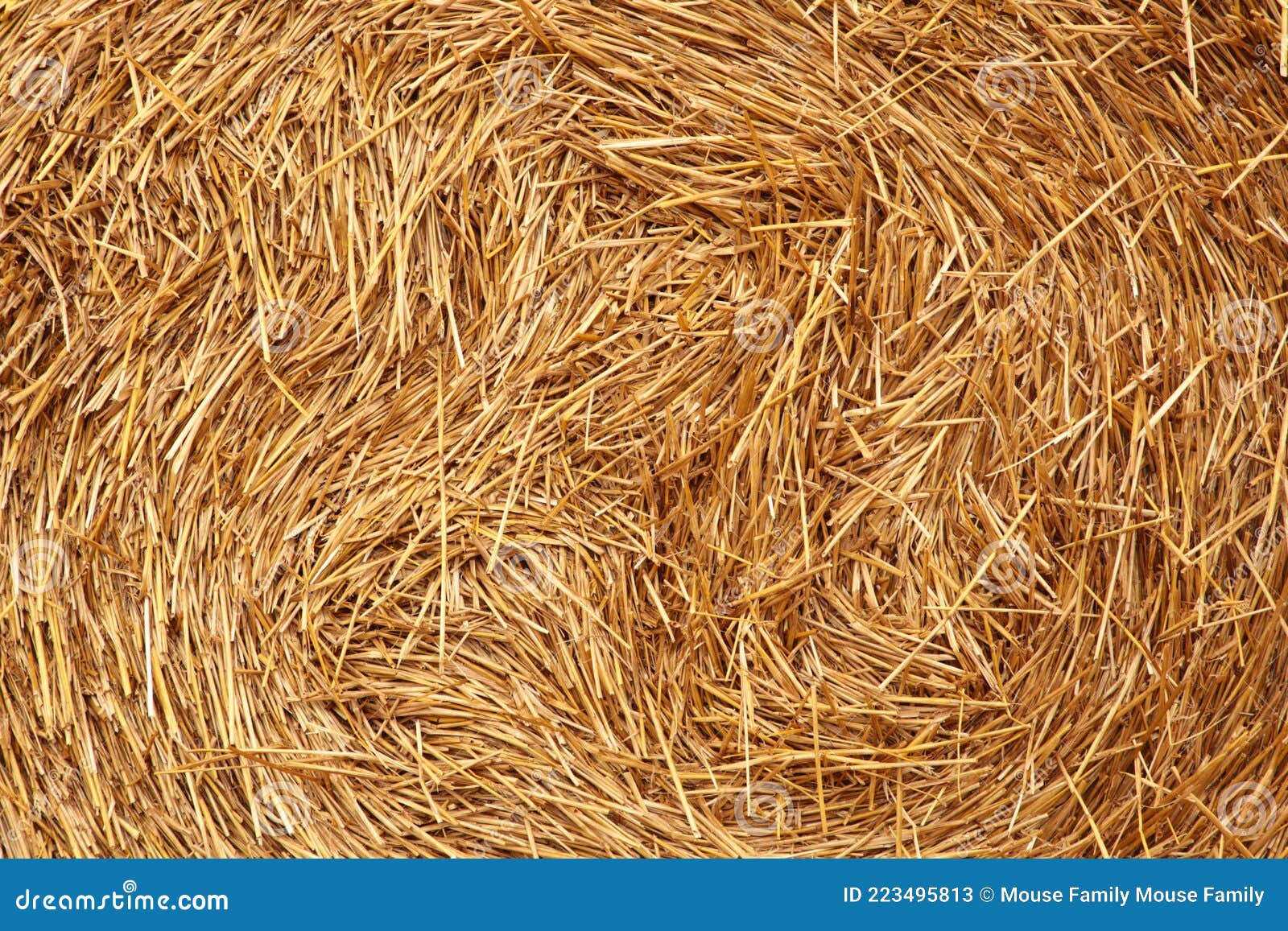 Hay Background, Hay Wallpaper, Texture. Macro Photo Stock Image - Image ...