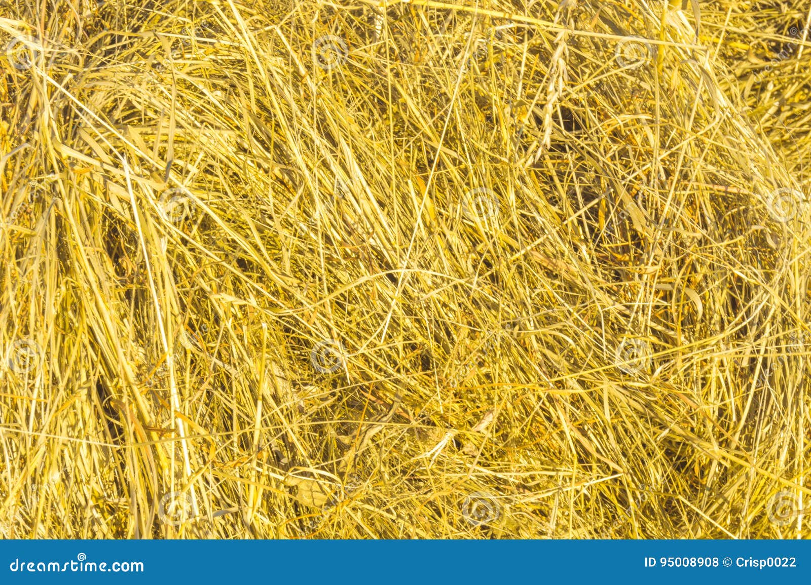 Hay backround texture stock photo. Image of herb, field - 95008908