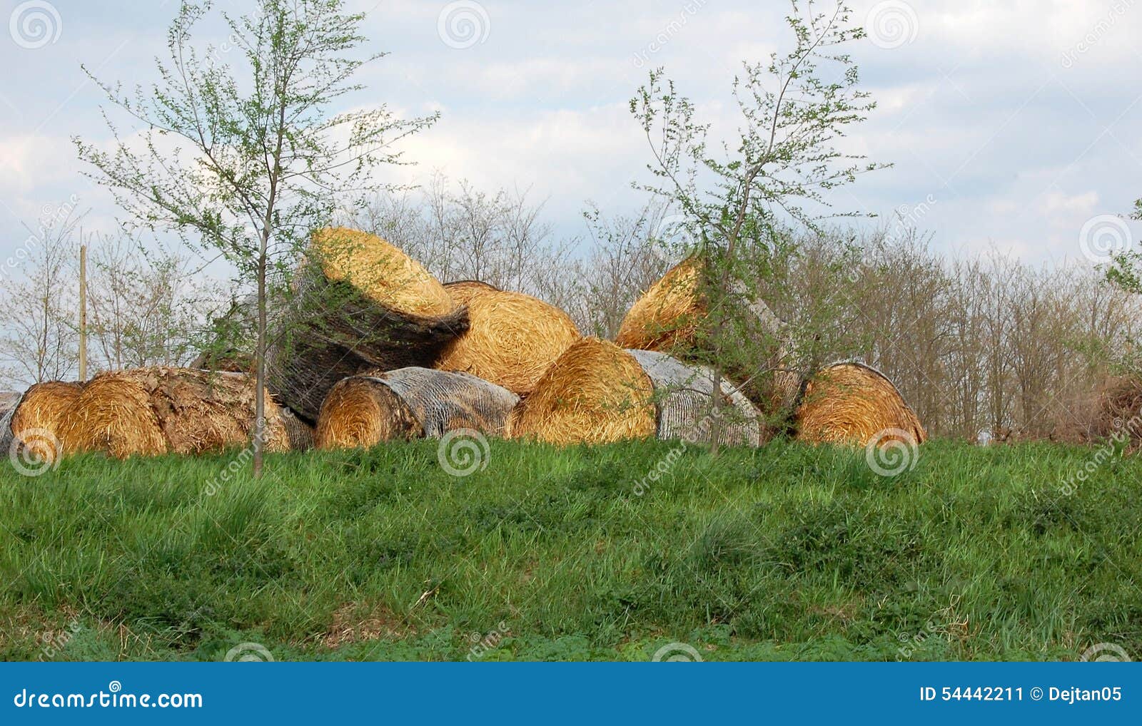 Hay bail stock image. Image of grow, farm, agriculture - 54442211