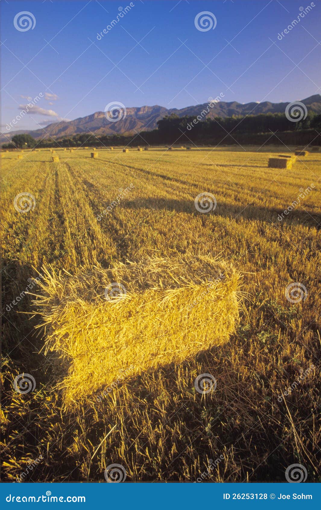Hay bails stock photo. Image of hill, canola, agriculture - 26253128