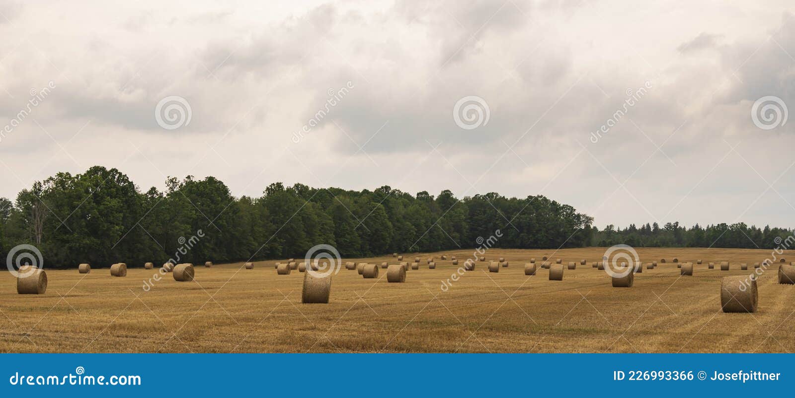 Hay Bails on a Farmers Field Stock Photo - Image of landscape, farm ...