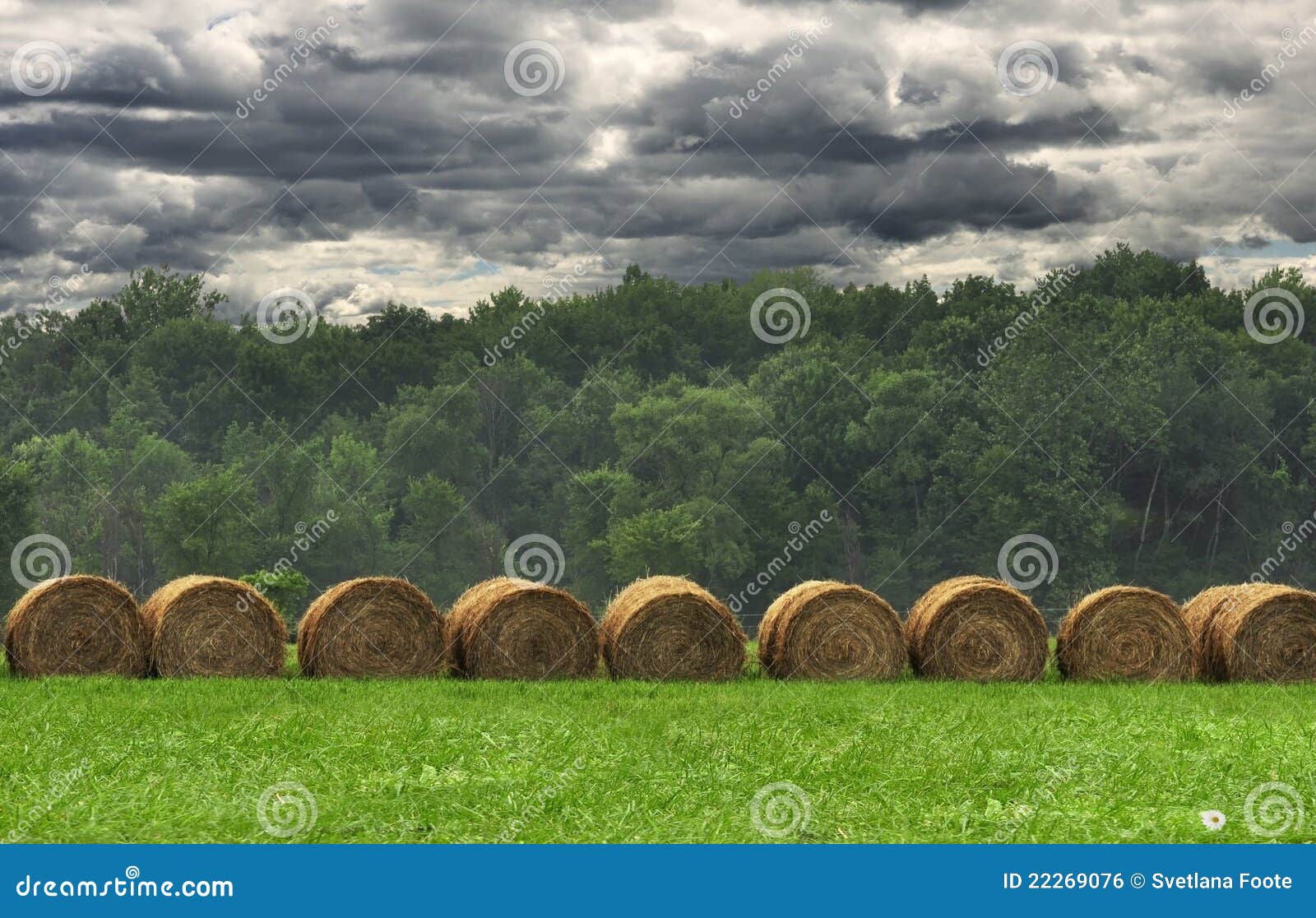 Hay bails in a field stock photo. Image of grain, gold - 22269076