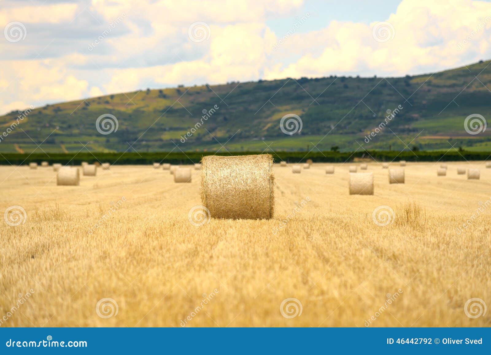 Hay bails on the field stock photo. Image of golden, field - 46442792