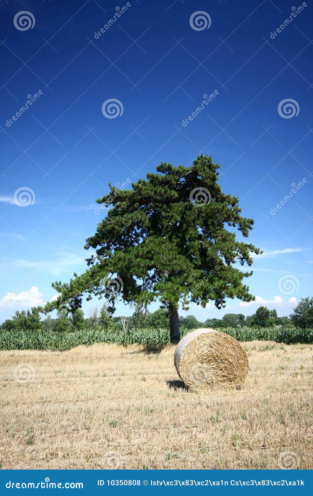 Hay bale stock photo. Image of package, growing, douglas - 10350808