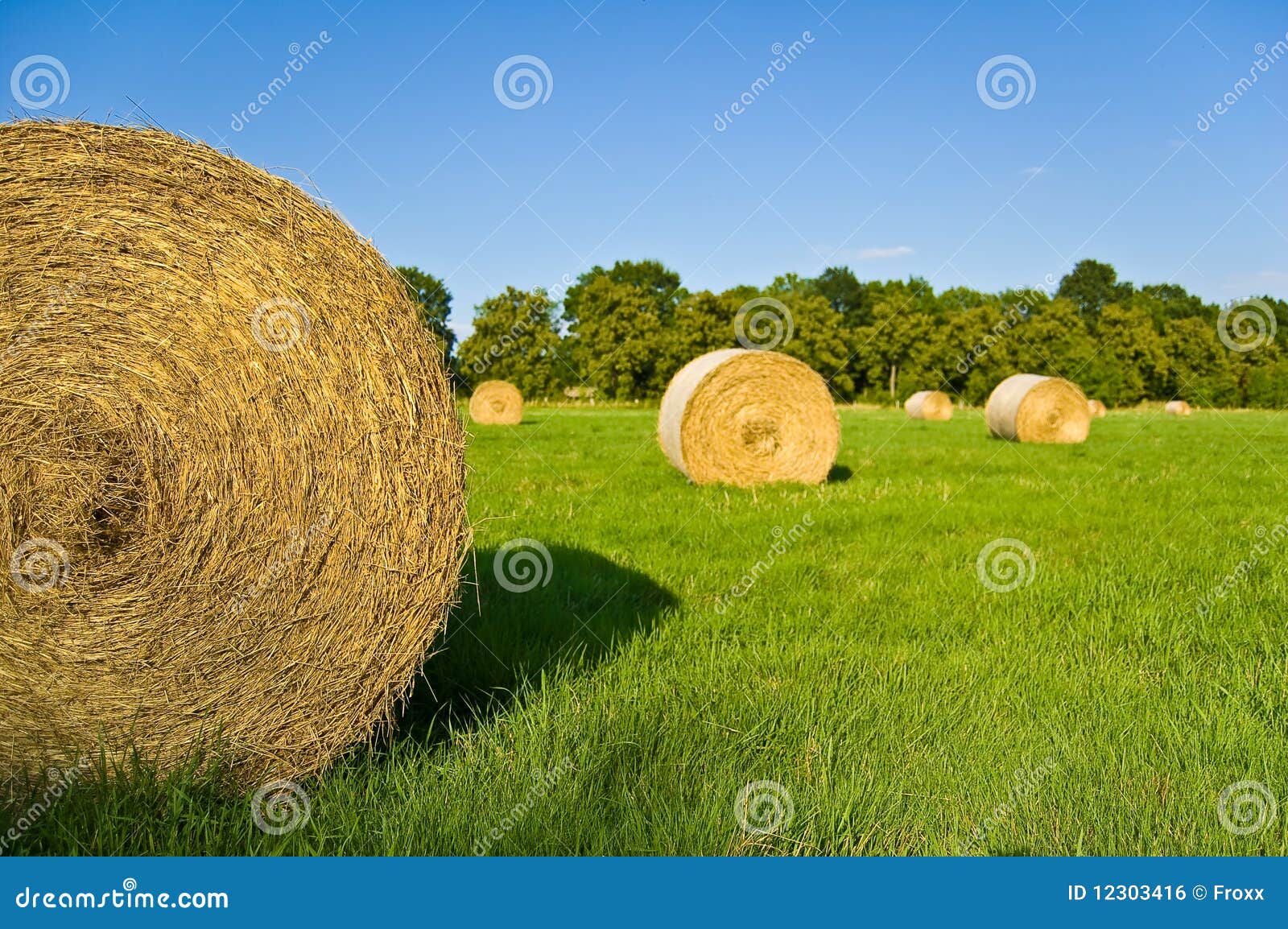 Hay bale stock photo. Image of meadow, grass, country - 12303416