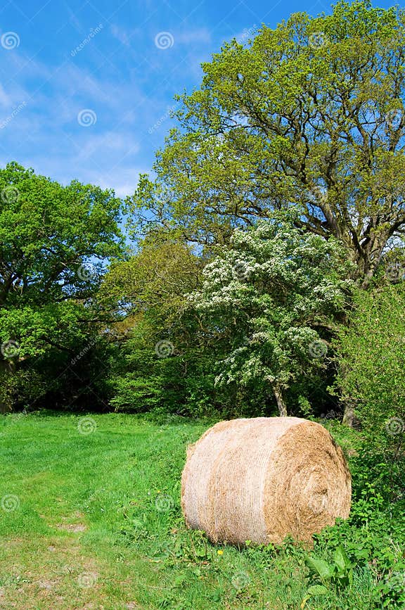 Hay bale stock image. Image of nature, feed, landscape - 19515679