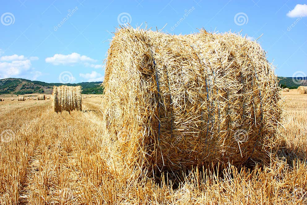 Hay bale stock photo. Image of barbed, farm, harvest - 20374020