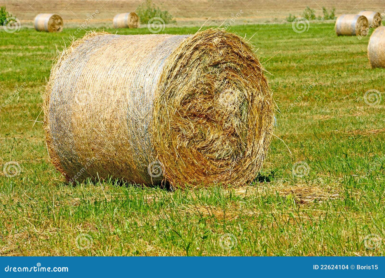 Hay bale stock photo. Image of agriculture, grass, nature - 22624104