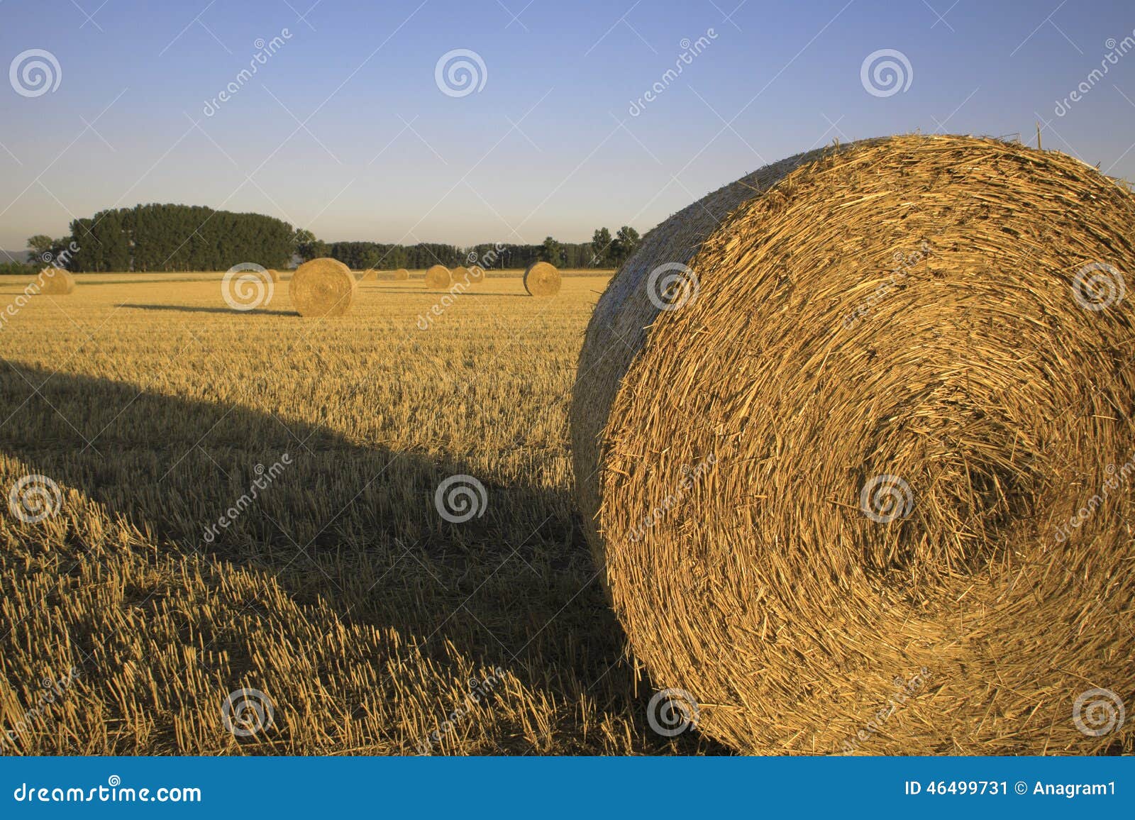 Hay bale stock image. Image of rural, landscapes, rolled - 46499731