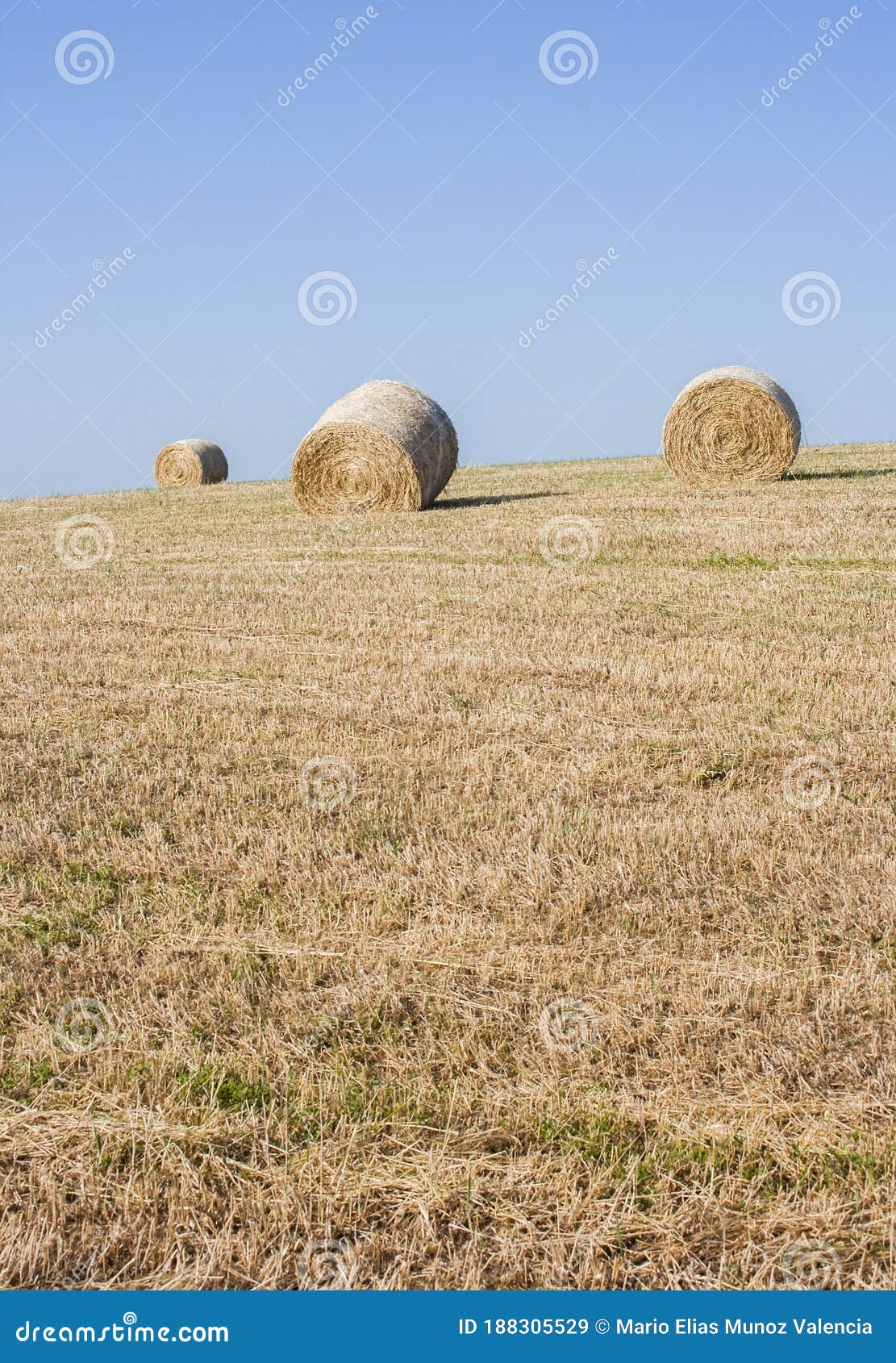Hay Bale Drying in the Field at Harvest Time. Stock Image - Image of ...