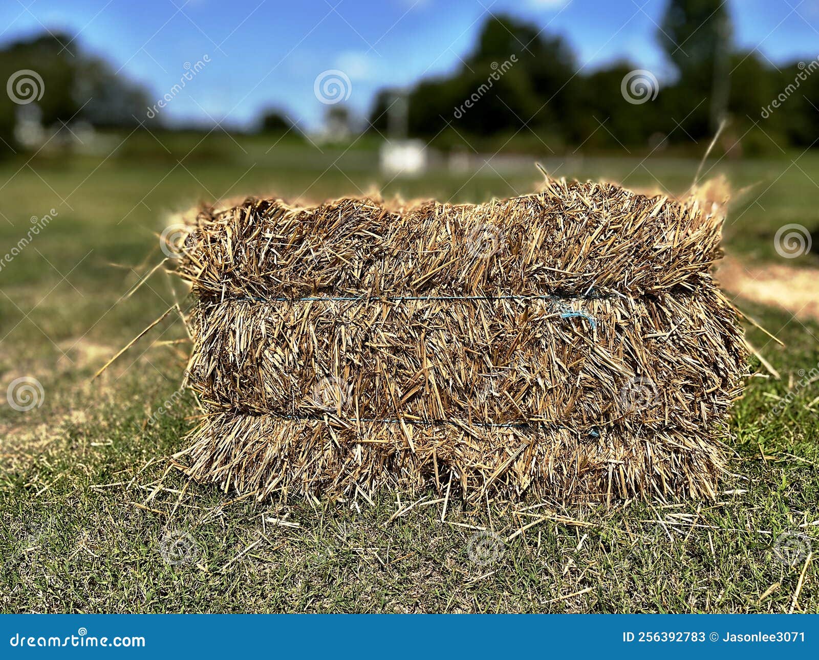 Hay bale stock image. Image of farm, bale, field, blurry - 256392783