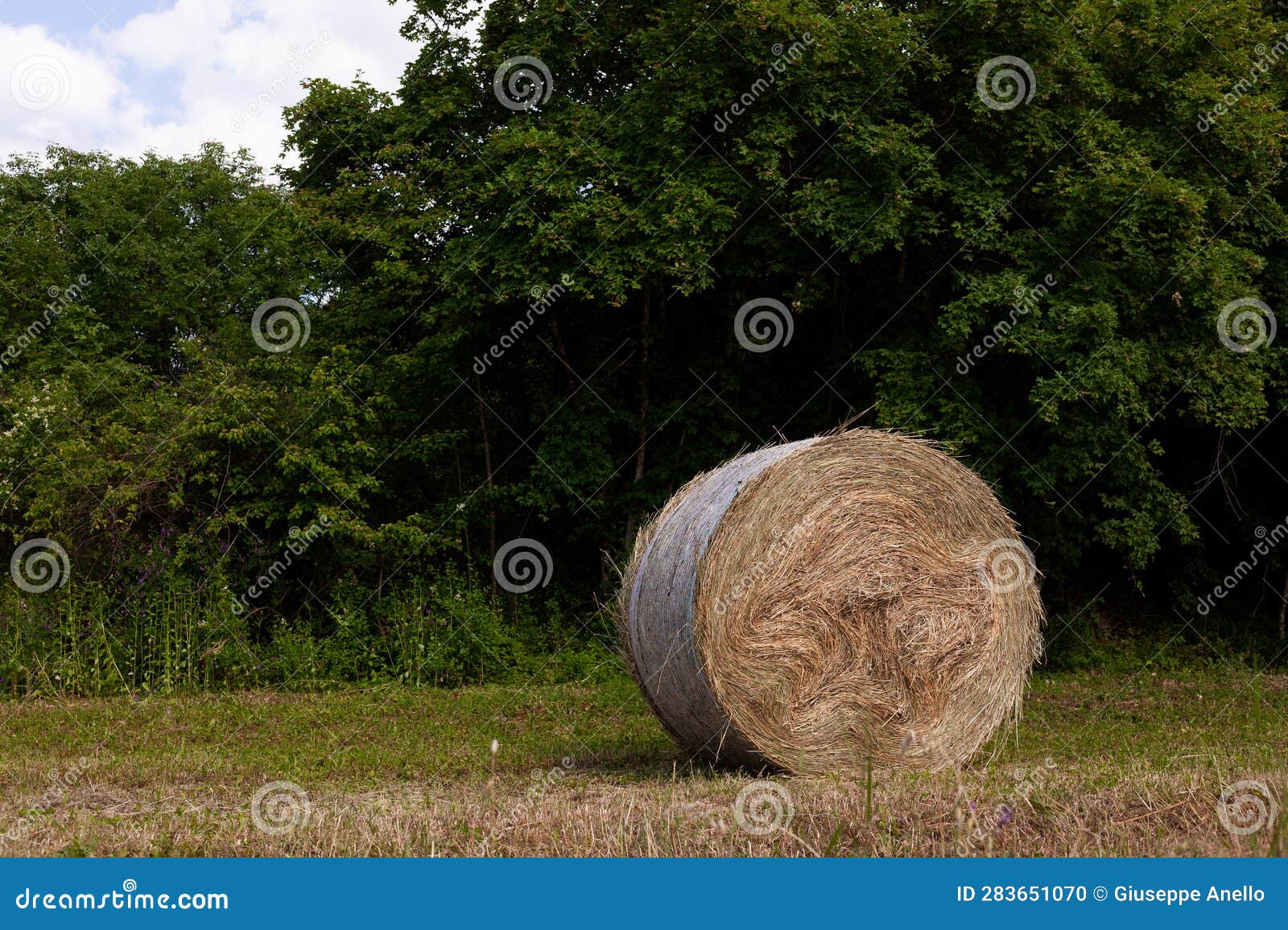 Hay bale in a farm field stock photo. Image of crop - 283651070
