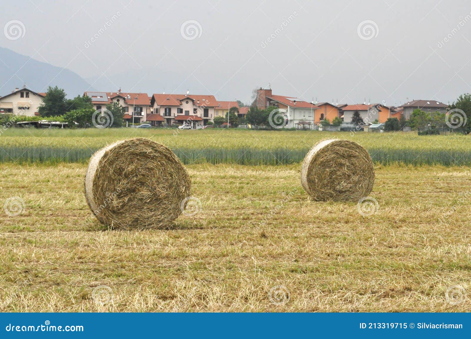 Hay bale in field stock image. Image of nature, grass - 213319715