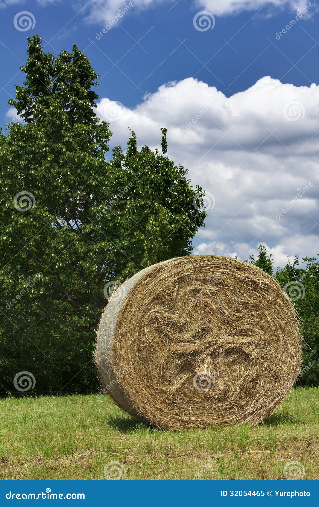 Hay bale in a field stock image. Image of yellow, grass - 32054465