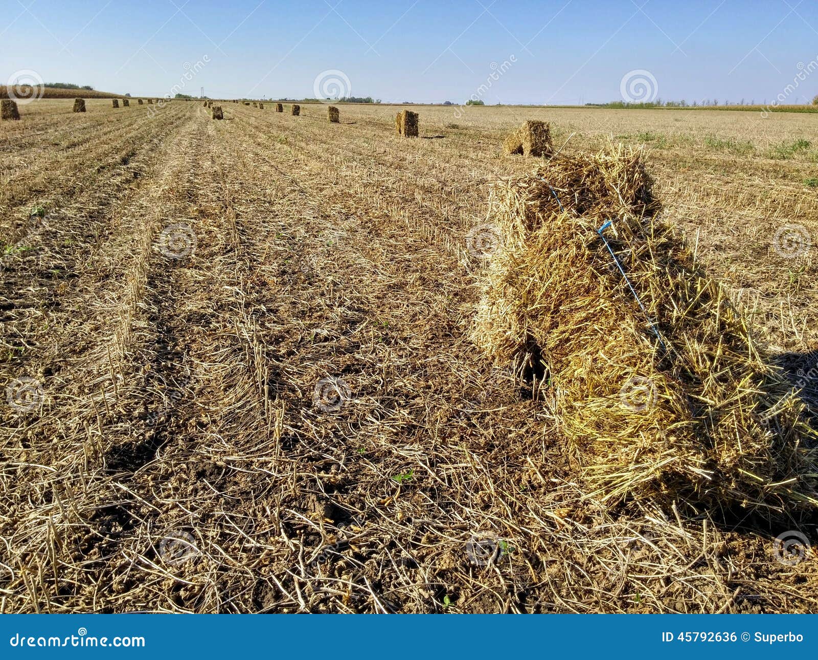 Hay bale in autumn fields stock photo. Image of landscape - 45792636