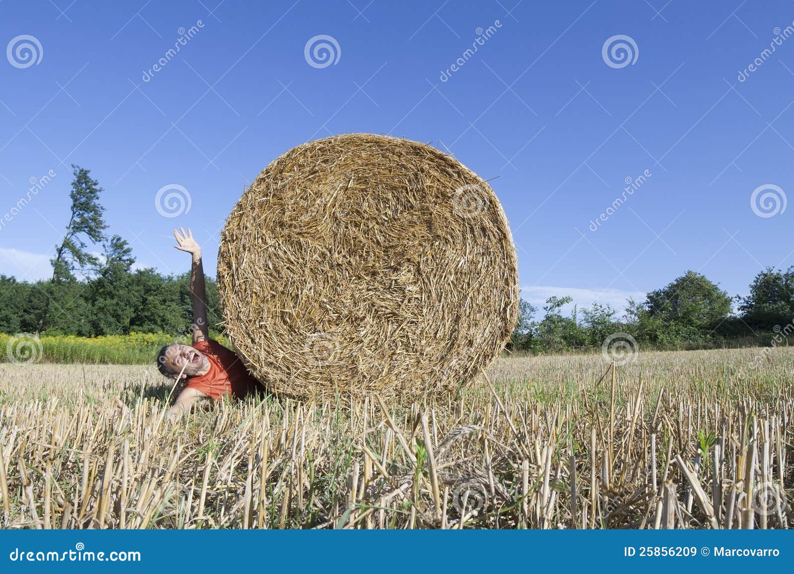 Hay bale funny tragedy stock image. Image of bale, scream - 25856209