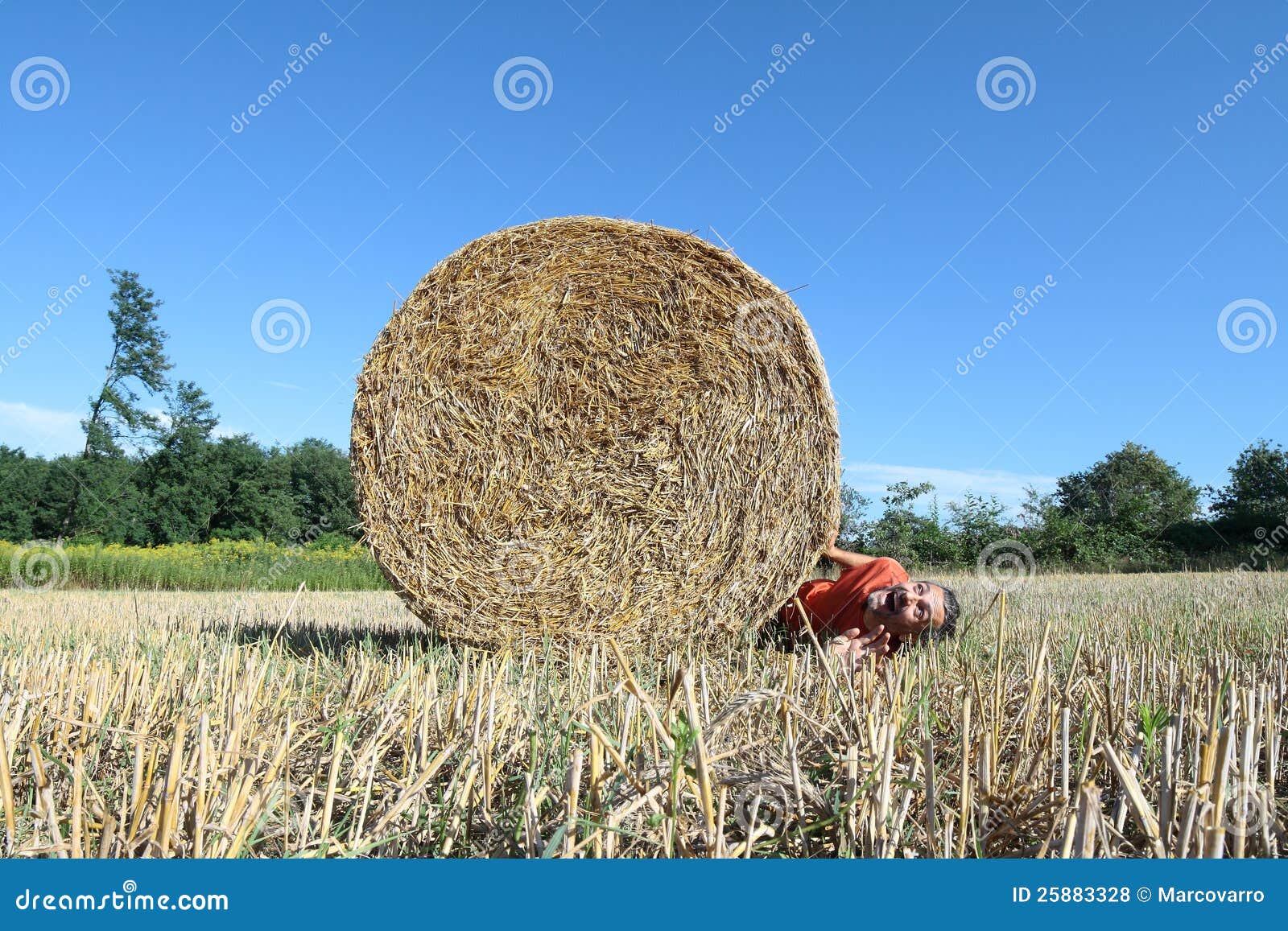 Hay bale funny tragedy stock photo. Image of daylight - 25883328