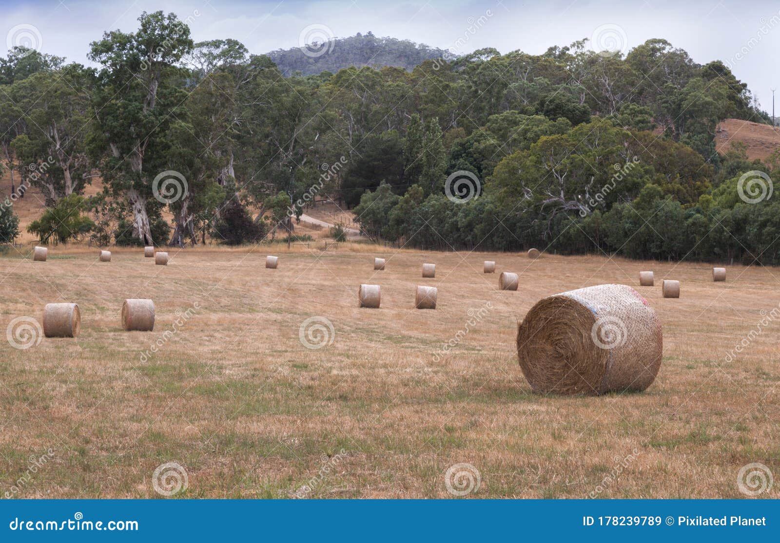 Hay Bale on Grass Ground at Adelaide, Australia Stock Image - Image of ...