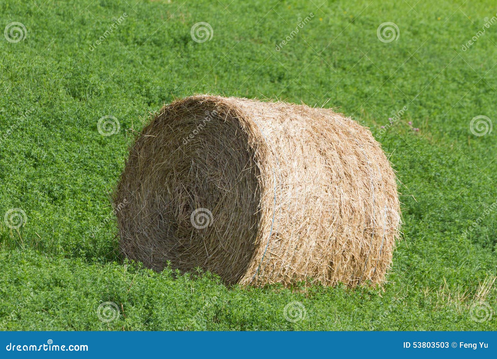 Hay Bale stock image. Image of green, plant, field, farm - 53803503
