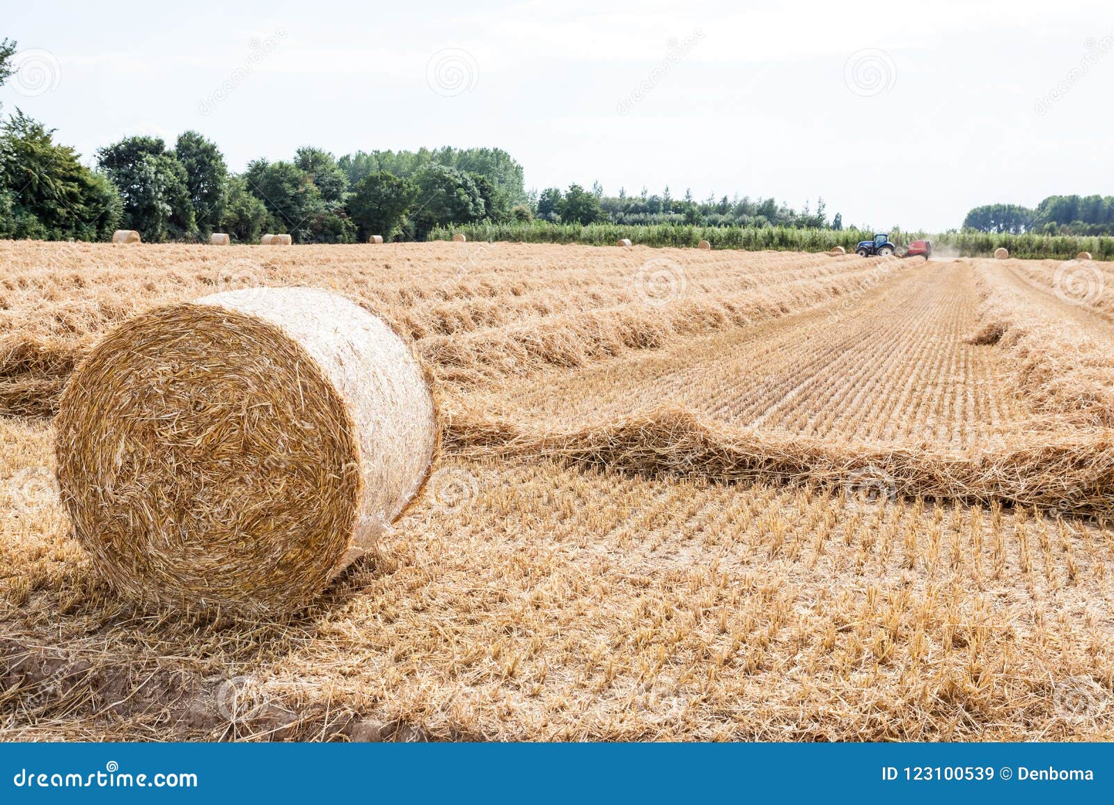 An hay bale stock image. Image of food, grain, farm - 123100539