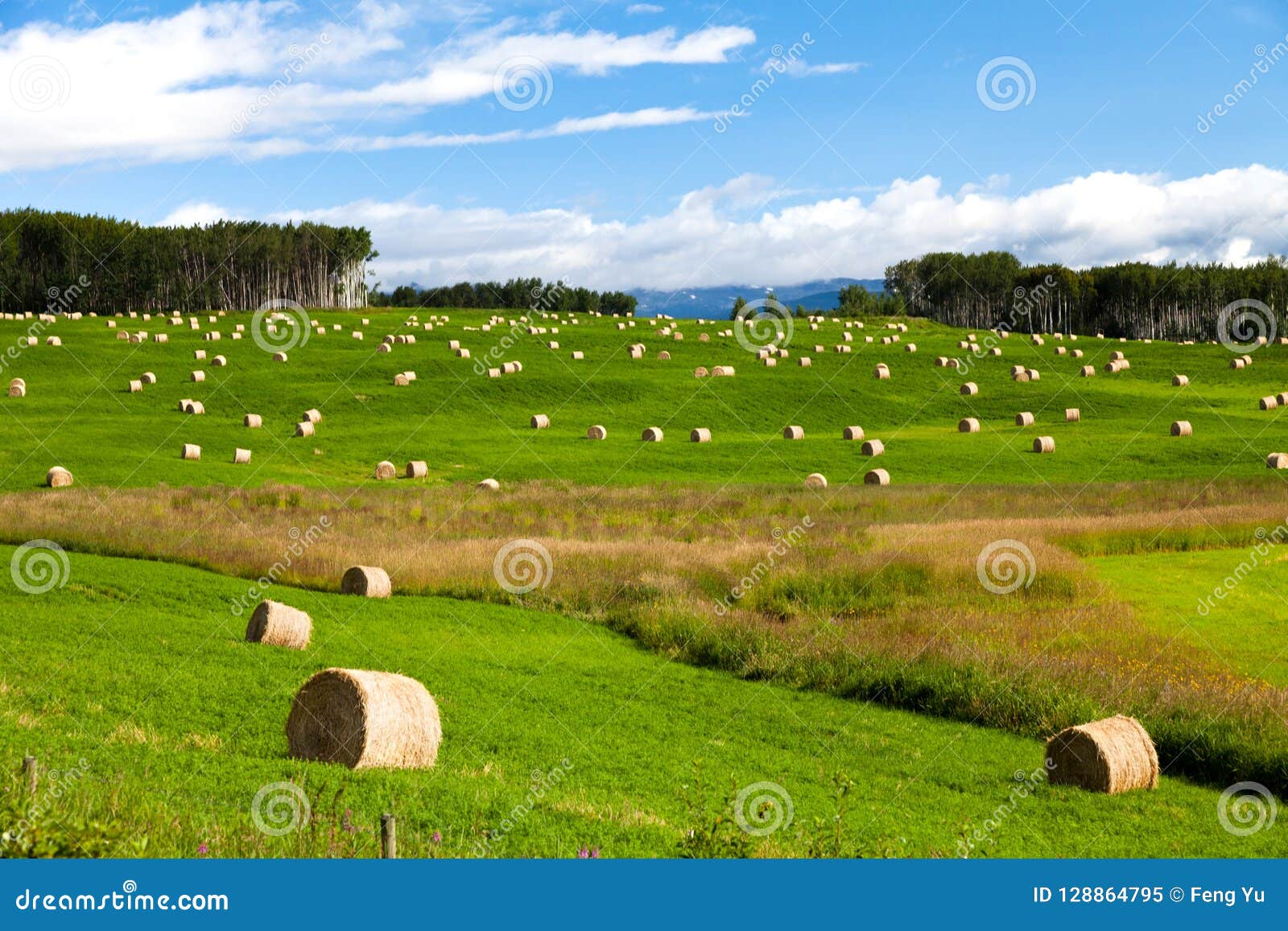 Hay Bale on grass stock image. Image of agriculture - 128864795