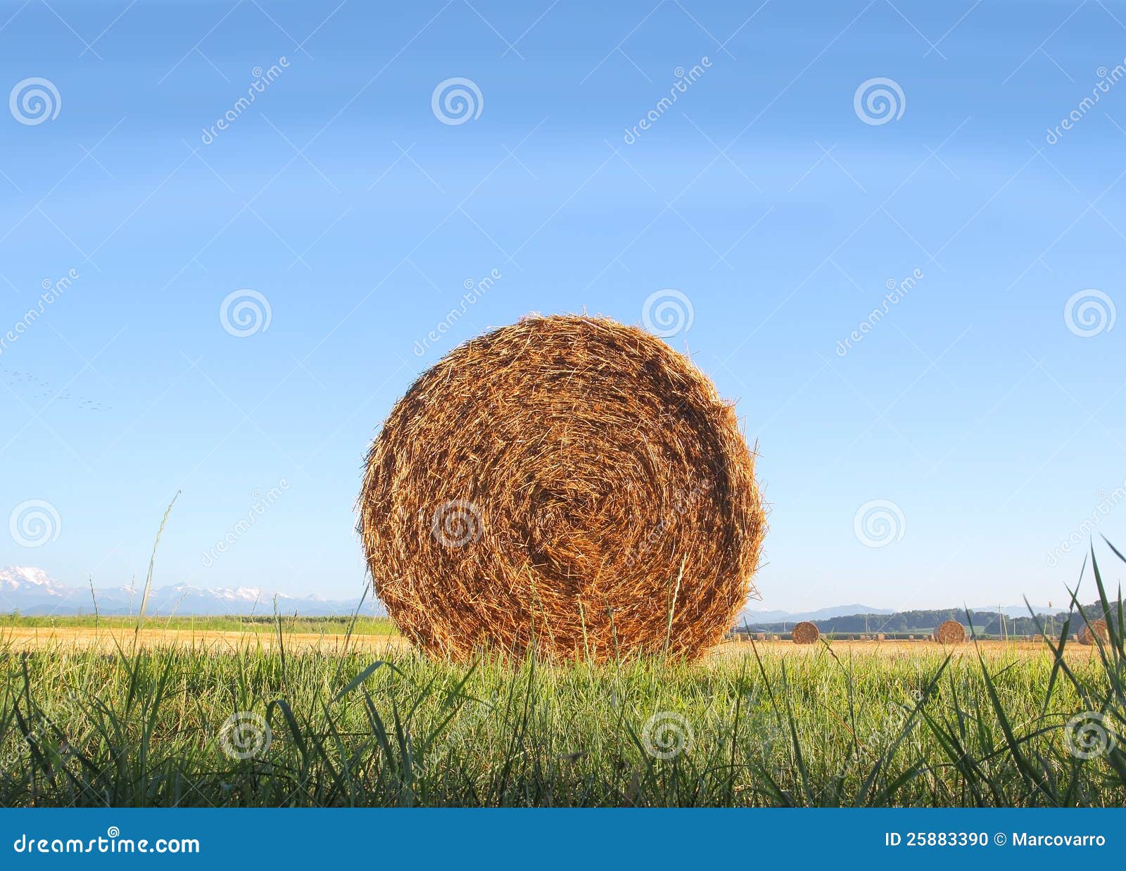 Hay bale morning stock photo. Image of field, single - 25883390
