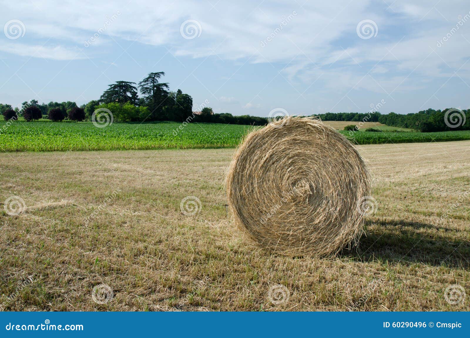 Hay bale stock photo. Image of country, nature, gold - 60290496