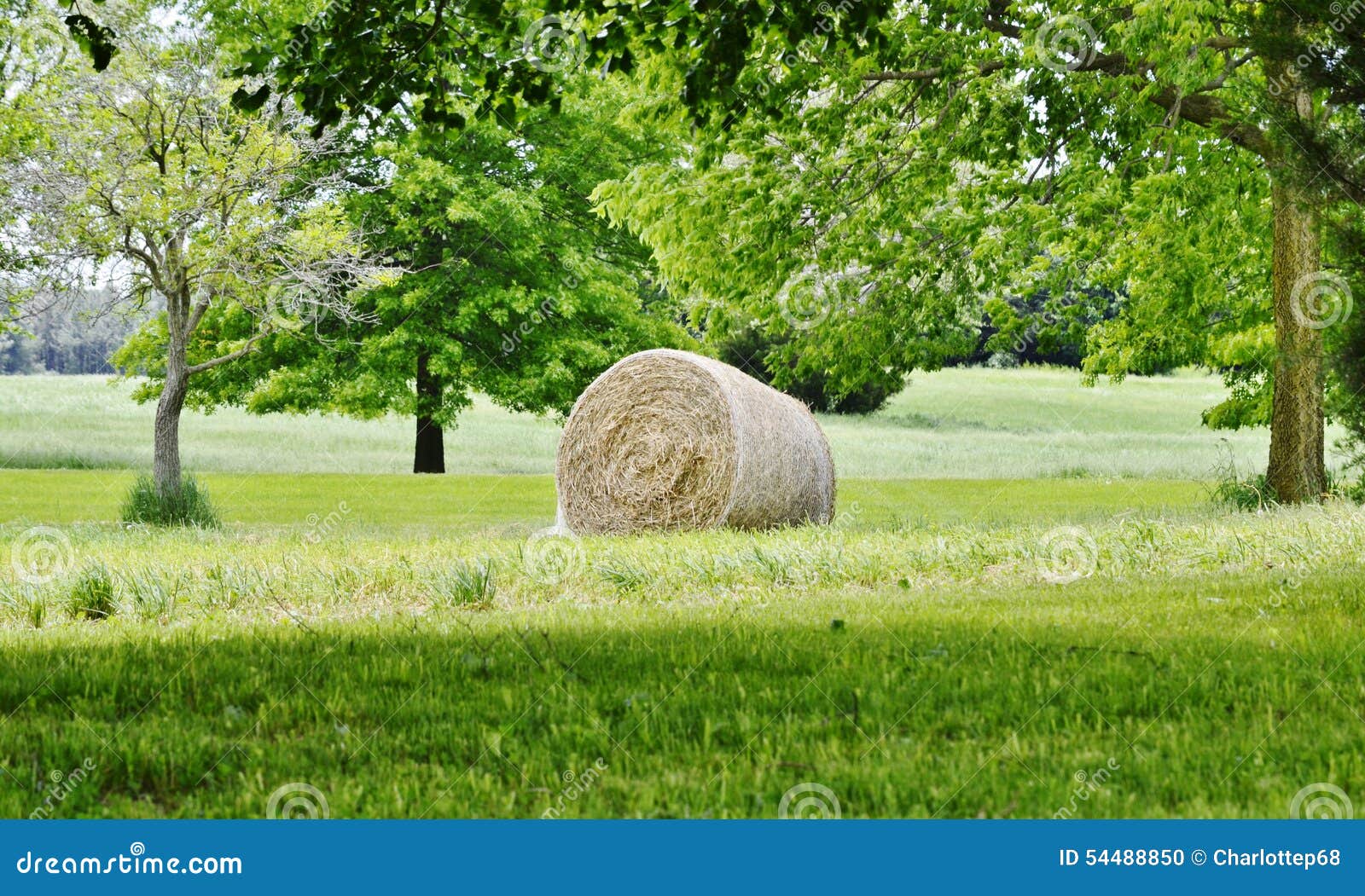 Hay Bale stock photo. Image of horses, field, pattern - 54488850
