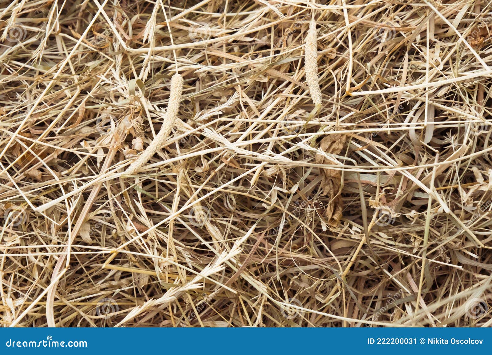 Hay Bale Texture, Dry Textured Straw Background, Golden Haystack In The ...