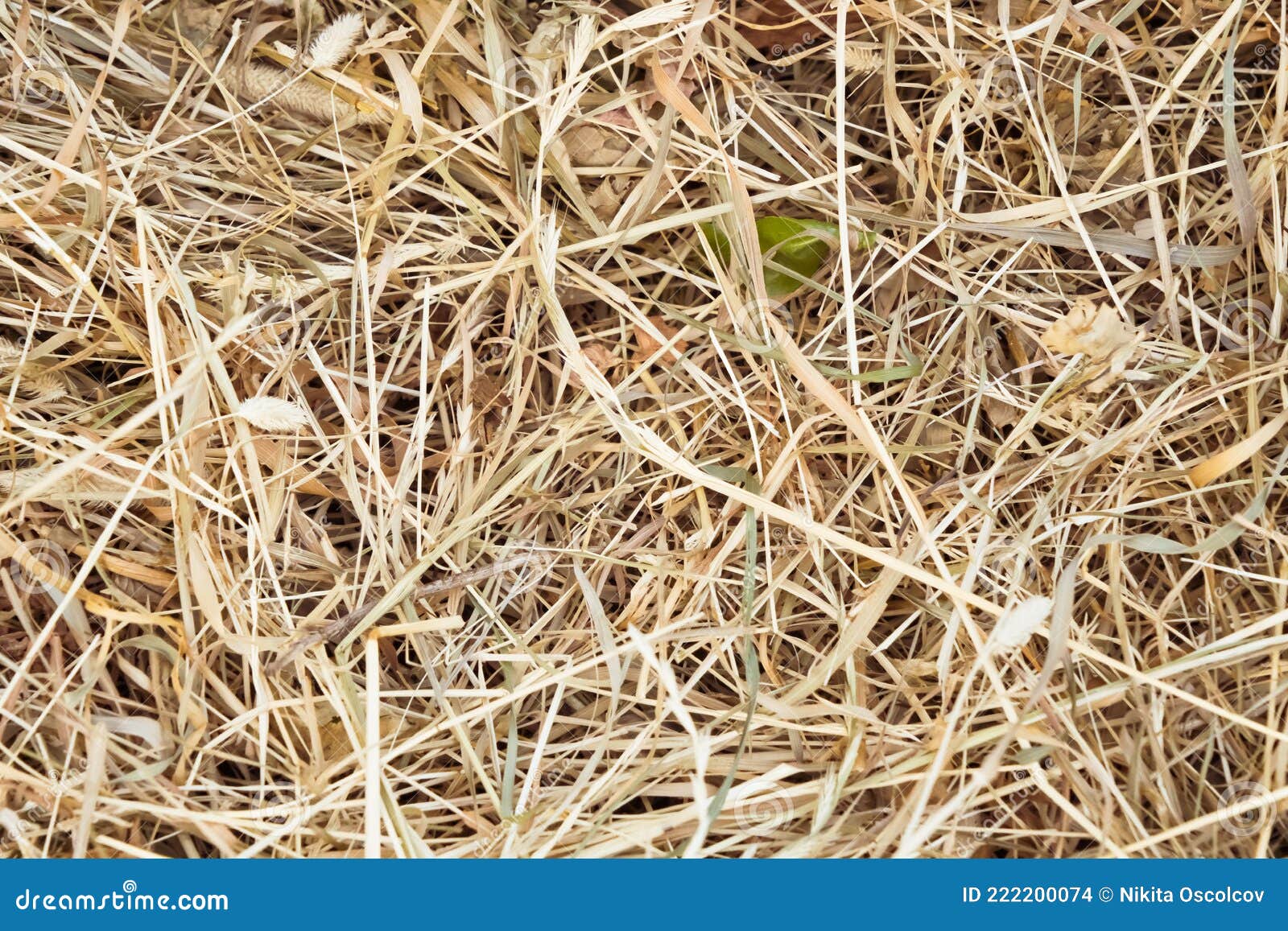 Hay Bale Texture, Dry Textured Straw Background, Golden Haystack in the ...