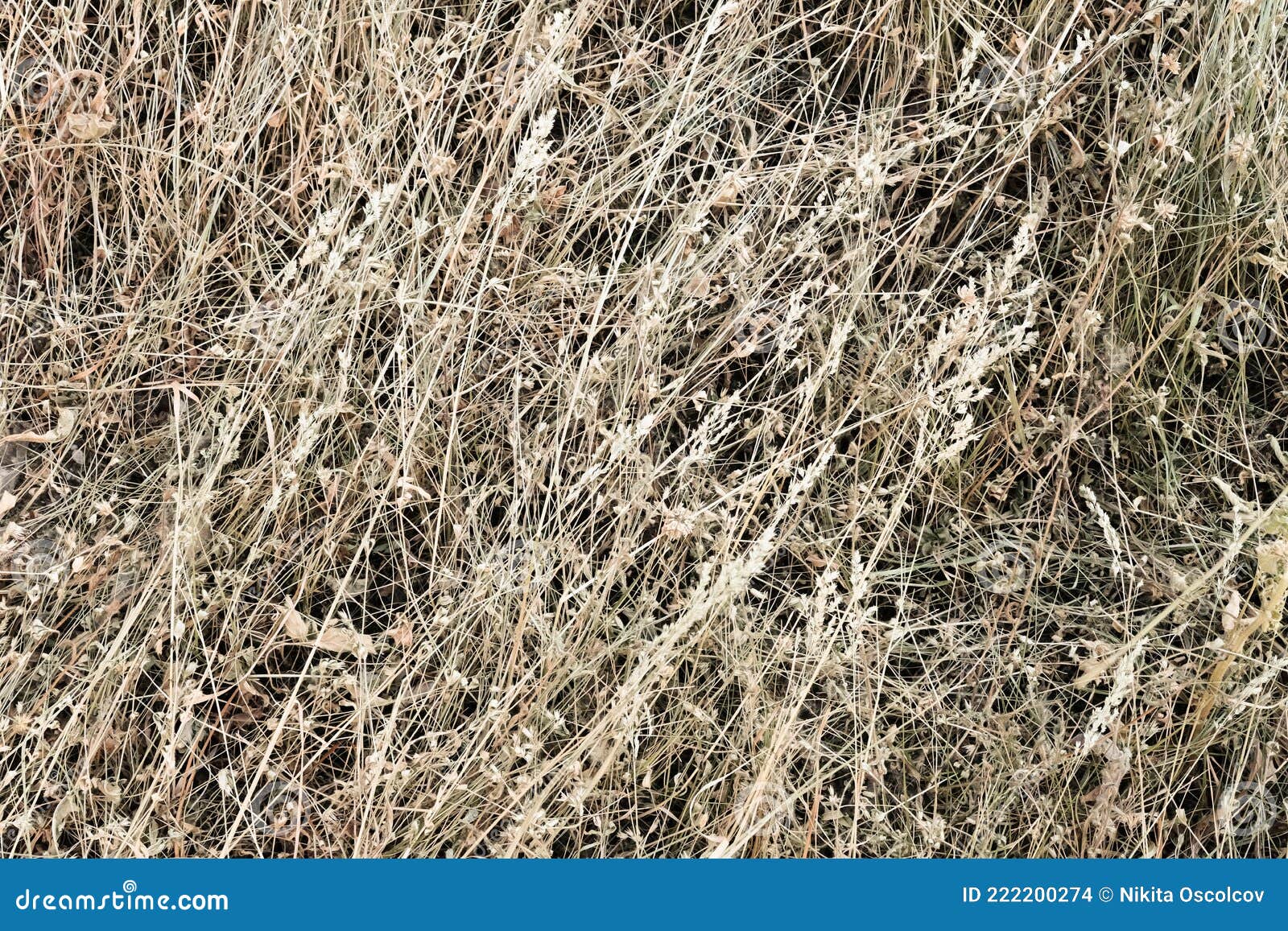 Hay Bale Texture, Dry Textured Straw Background, Golden Haystack In The ...