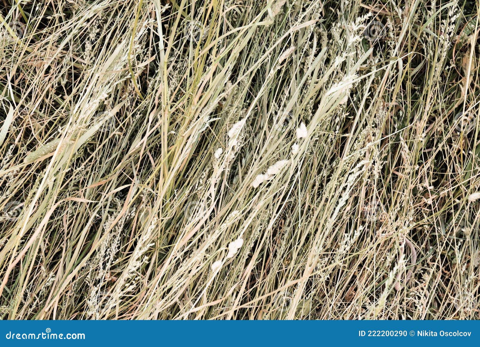 Hay Bale Texture, Dry Textured Straw Background, Golden Haystack in the ...
