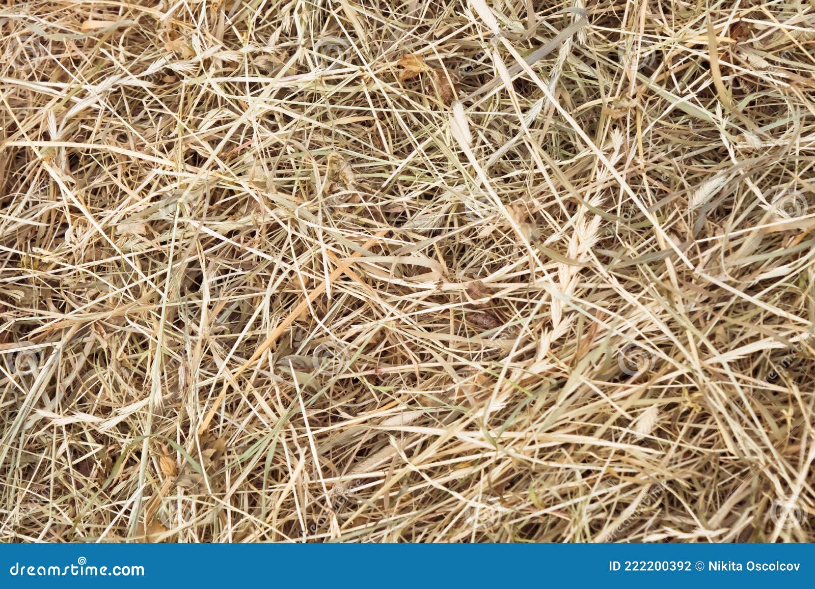 Hay Bale Texture, Dry Textured Straw Background, Golden Haystack In The ...