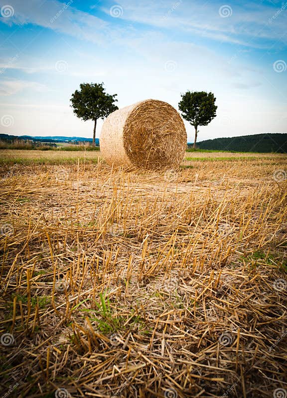 Hay Bale and Trees stock image. Image of farmland, bale - 24464069