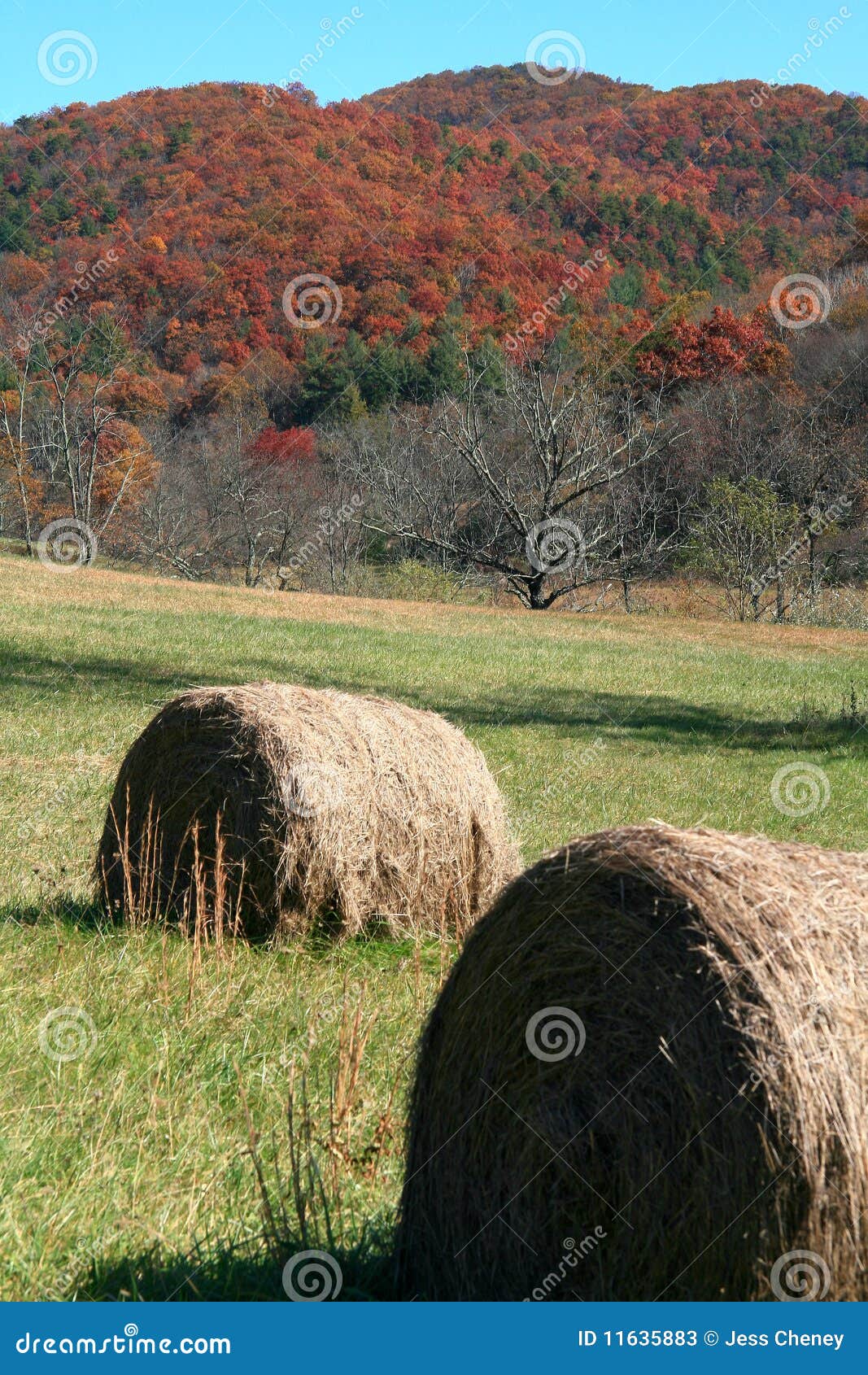 Hay Bale Under Fall Foliage Stock Image - Image of meadow, hill: 11635883